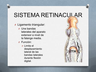 Reconstruccion de lesiones de tendones extensores | PPTX