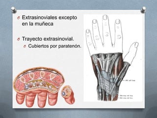 Anatomía Del Tendón Extensor De La Mano Reconstruccion De Lesiones