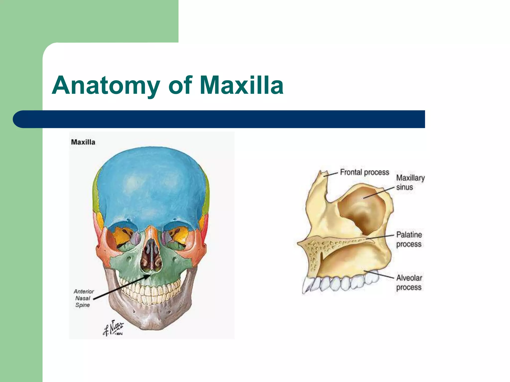 Reconstruction of maxilla | PPT