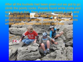 Rock Pool Adventure | PPT