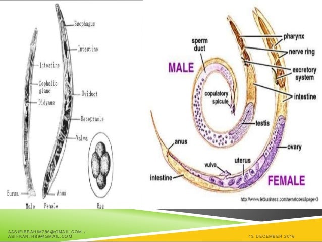 wuchereria bencrofti