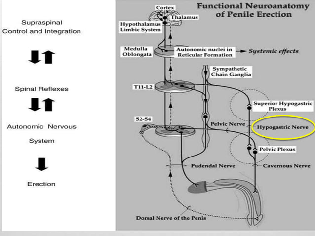Anatomy and physiology of Erection & pathophysiology of erectile ...
