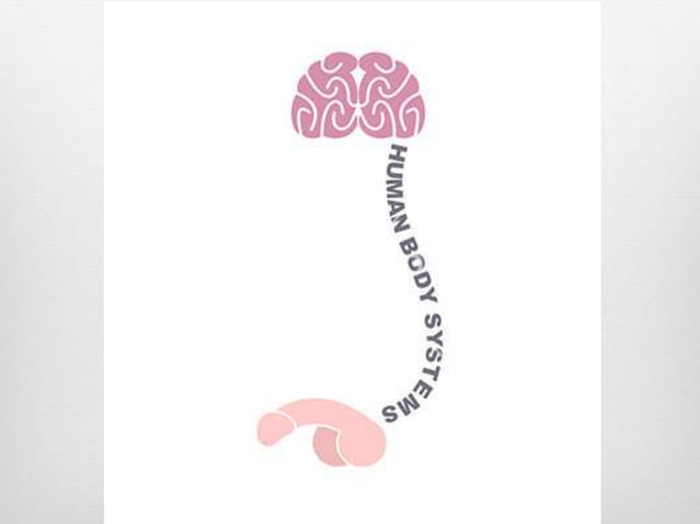 Anatomy and physiology of Erection & pathophysiology of erectile ...