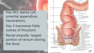 Rectal cancer | PPTX