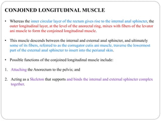 Rectal Prolapse | PPTX
