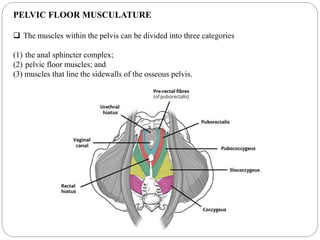 Rectal Prolapse | PPTX