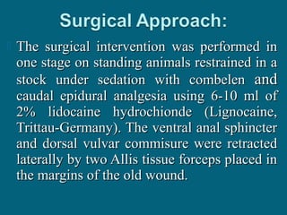 Third-degree Rectovestibular Lacerations in mares and mare donkeys | PPT