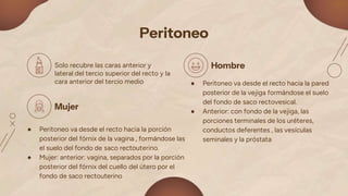 recto y ano.pptx