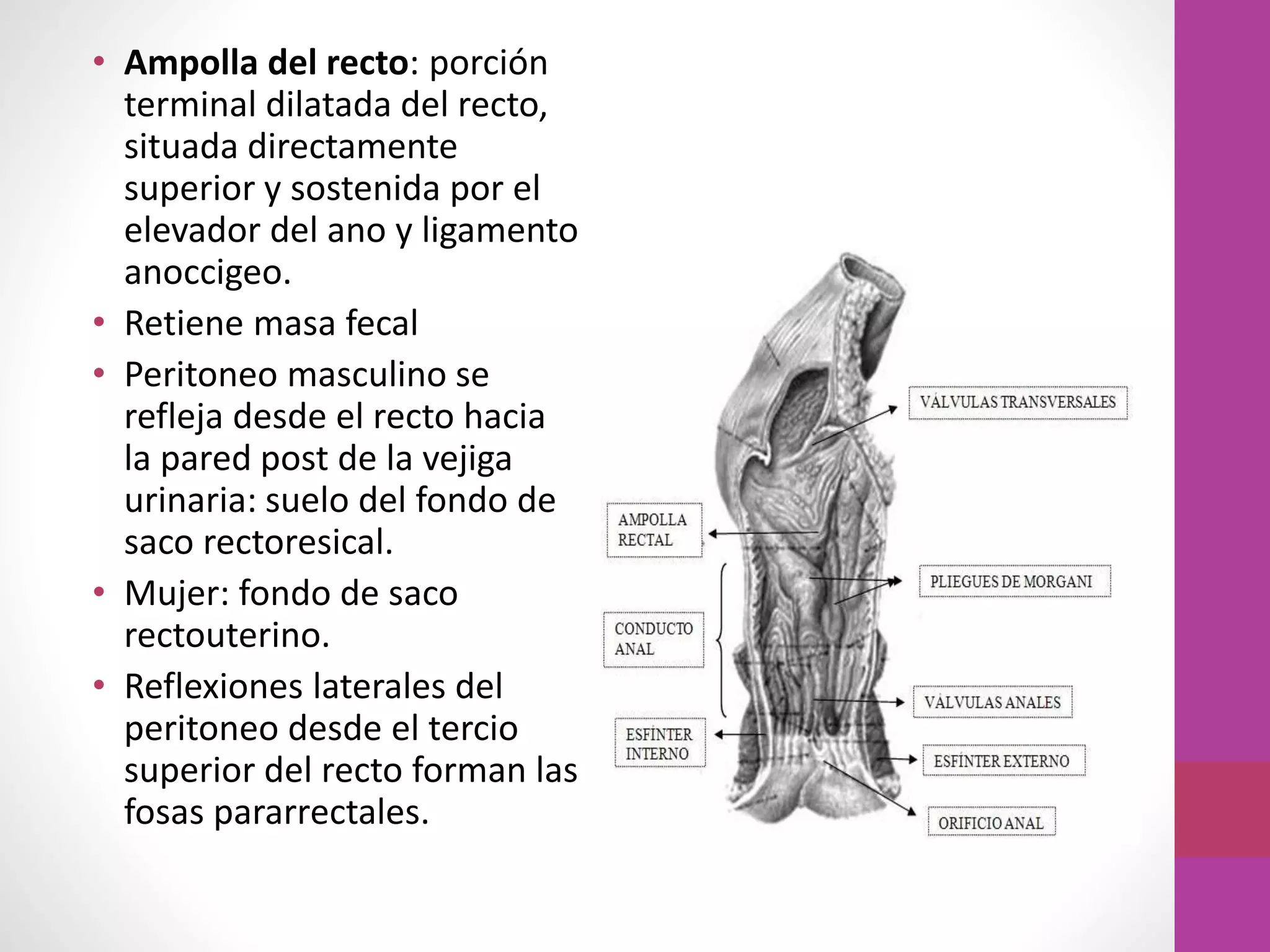 Recto y ano anat | PPT