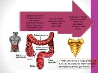 Recto y ano anat | PPTX