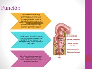 Recto y ano anat | PPTX