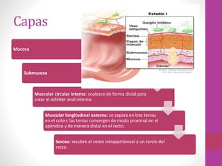Recto y ano anat | PPTX