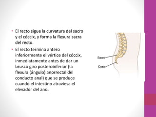 Recto y ano anat | PPTX