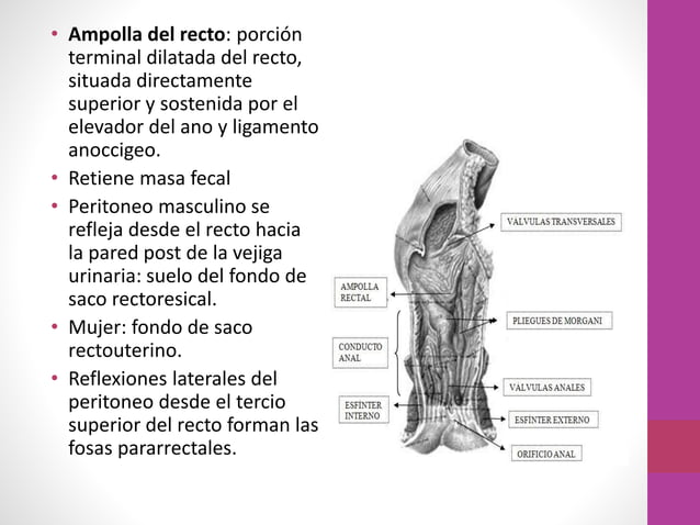 Recto y ano anat | PPT