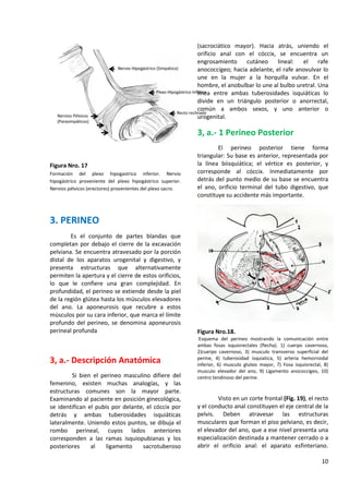 Anatomia Quirúrgica de Recto y Ano | PDF
