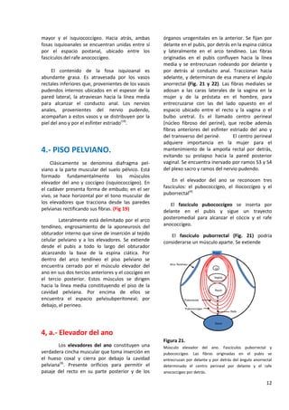 Anatomia Quirúrgica de Recto y Ano | PDF