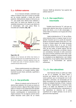 Anatomia Quirúrgica de Recto y Ano | PDF