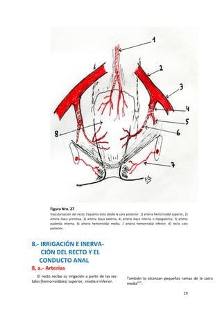 Anatomia Quirúrgica de Recto y Ano | PDF