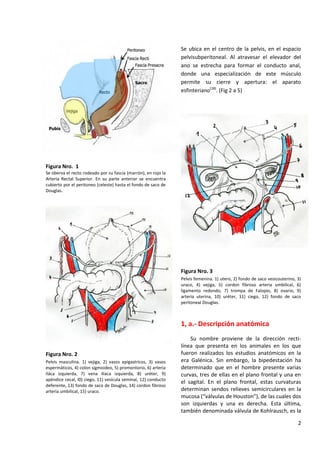 Anatomia Quirúrgica de Recto y Ano | PDF