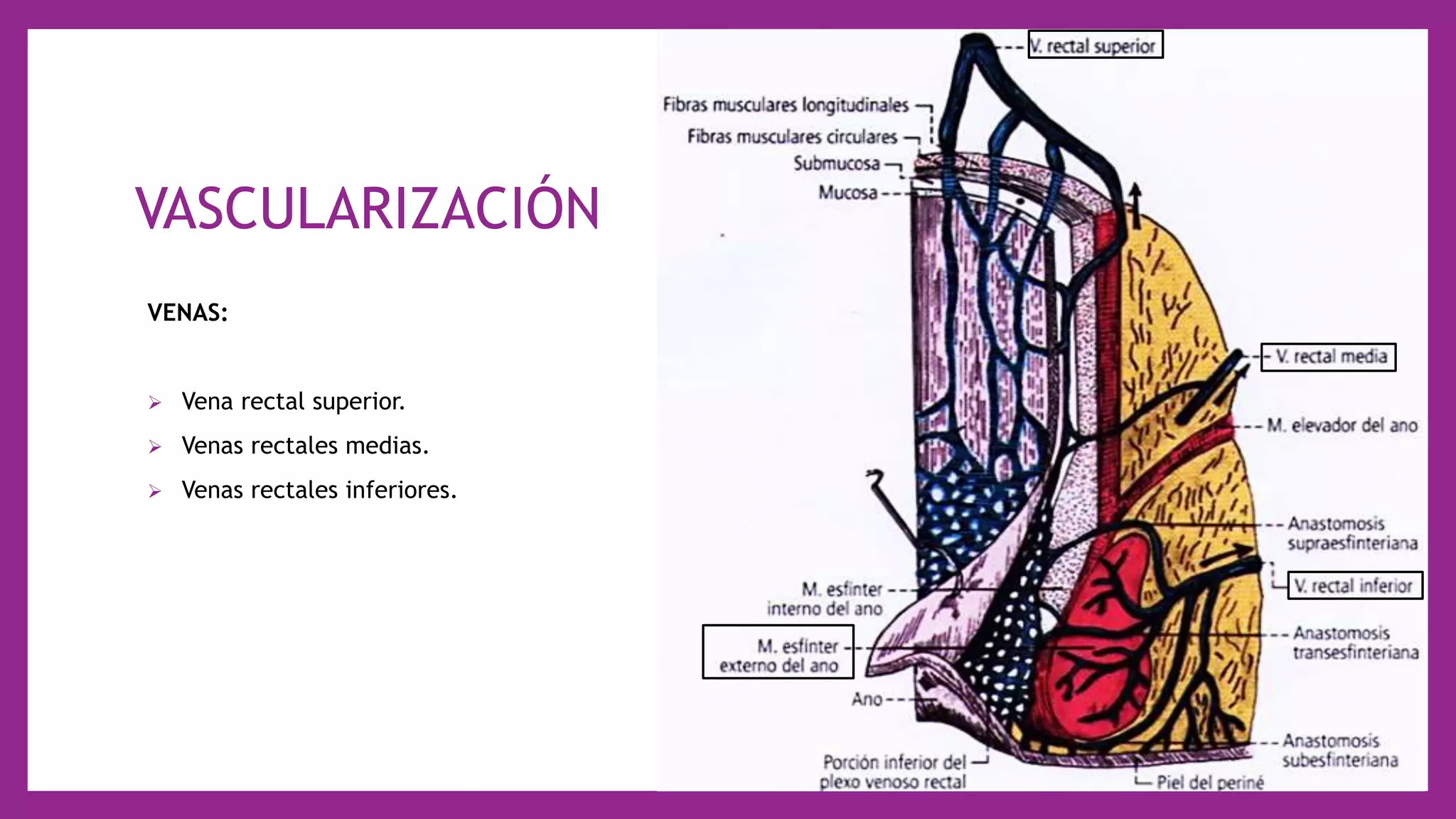 Recto y canal anal | PPTX