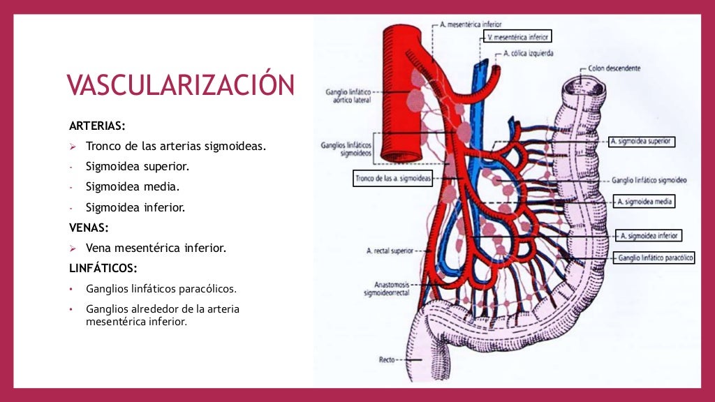 Recto Y Canal Anal