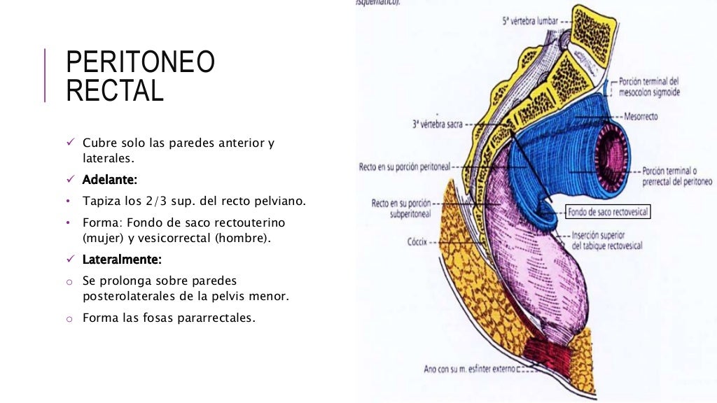 Recto Y Canal Anal