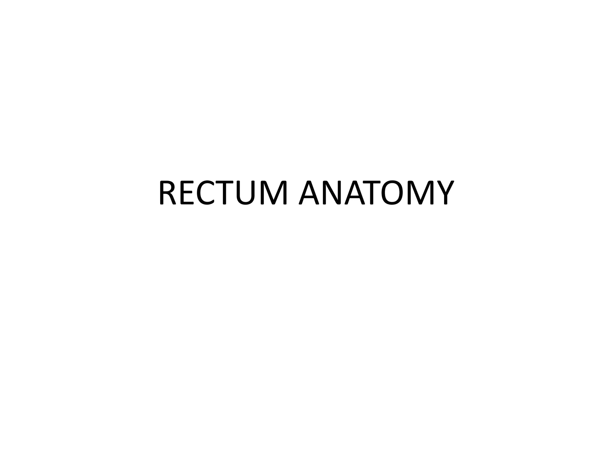 Rectum anatomy | PPTX