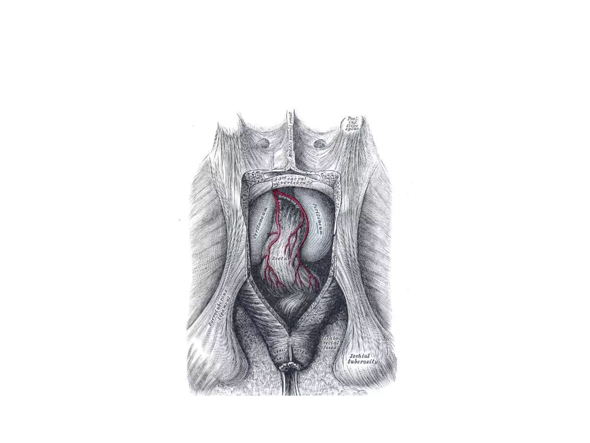 Rectum anatomy | PPTX