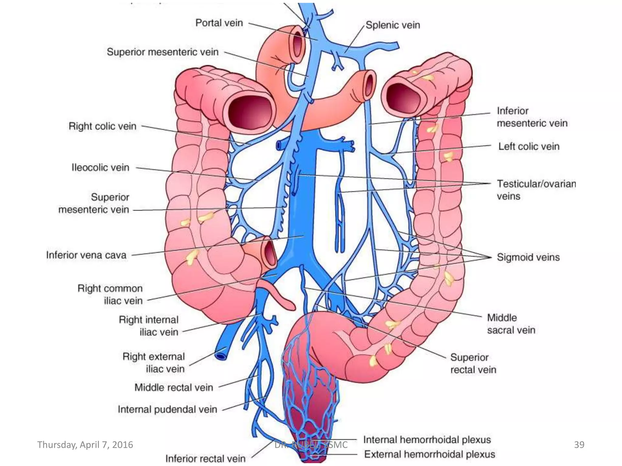 Rectum anatomy | PPTX