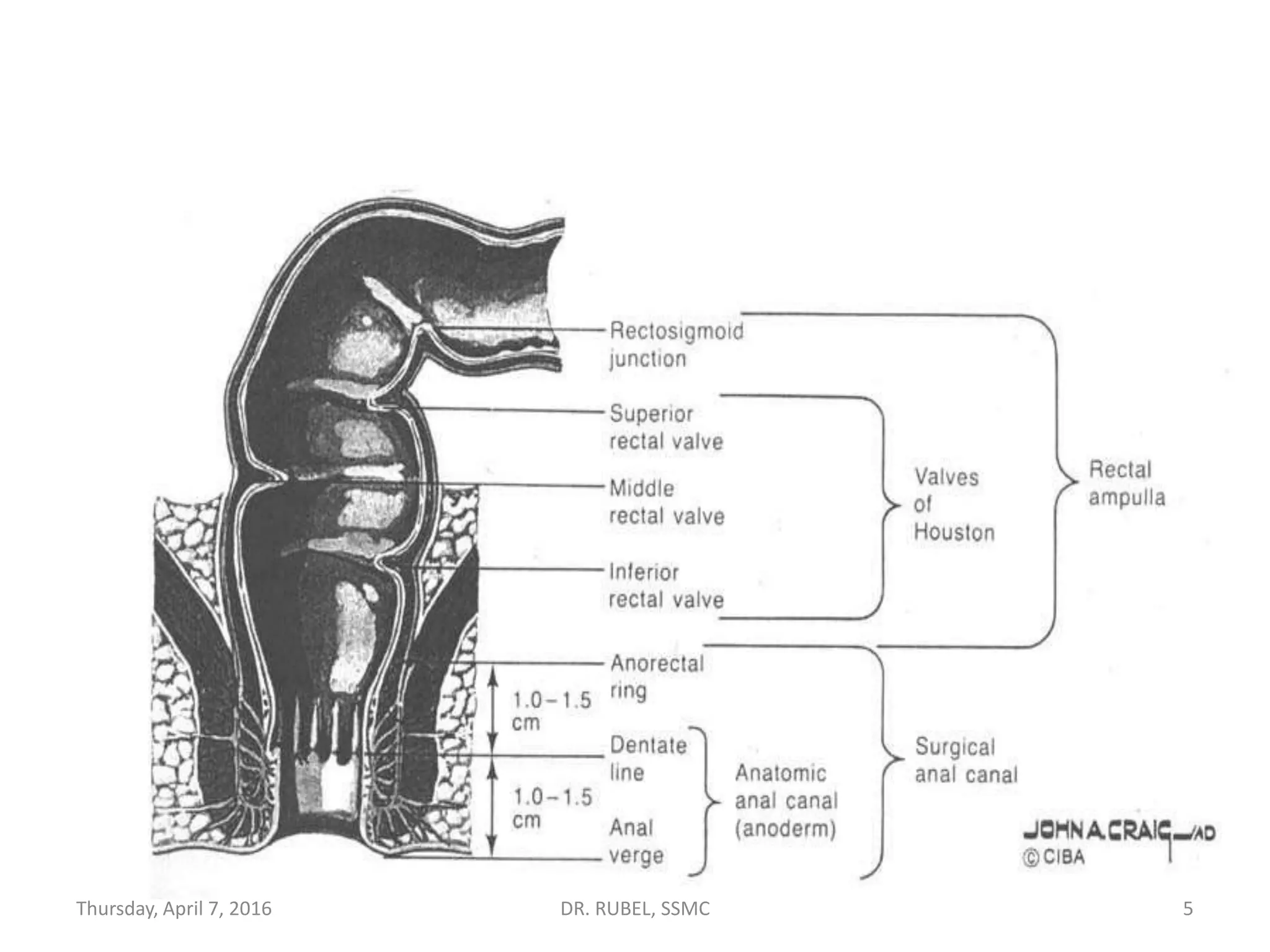 Rectum anatomy | PPTX