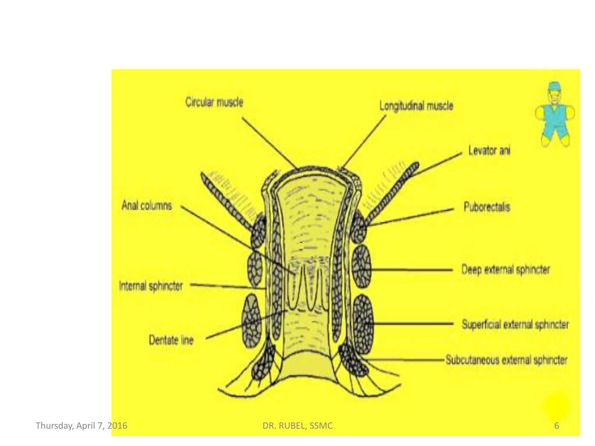 Rectum anatomy | PPTX