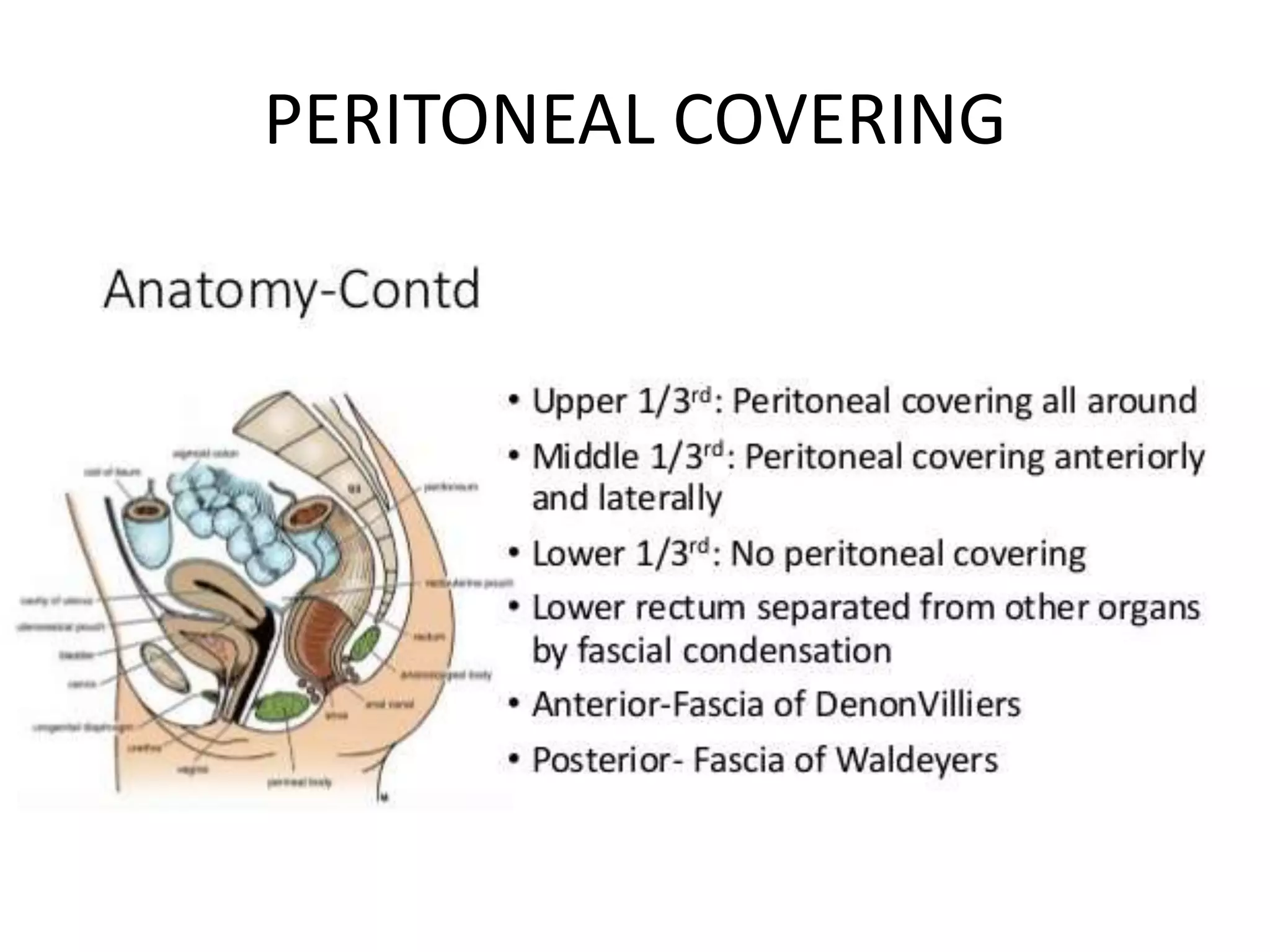 Rectum anatomy | PPTX