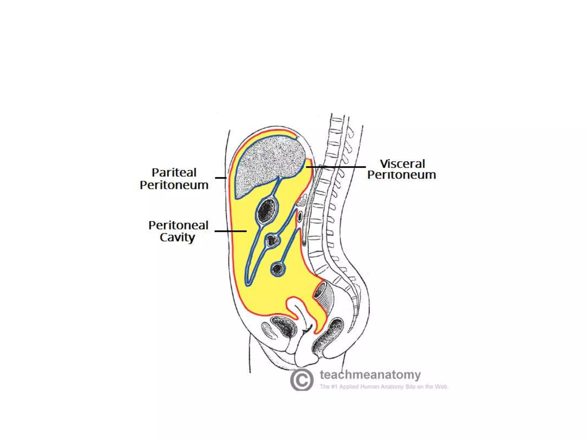 Rectum anatomy | PPTX