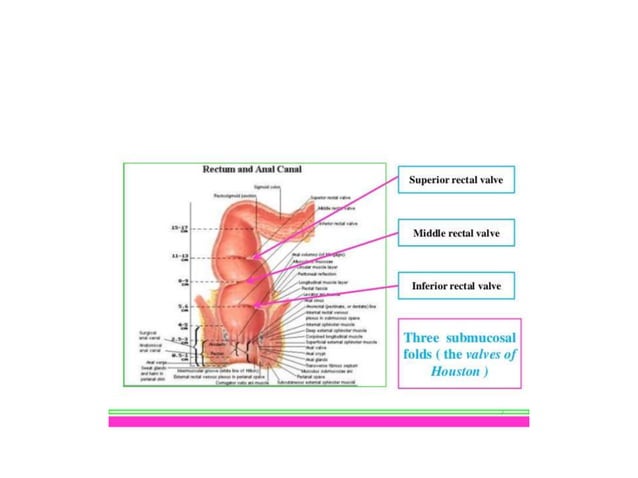 Rectum anatomy | PPTX | Digestive Disorders | Diseases and Conditions