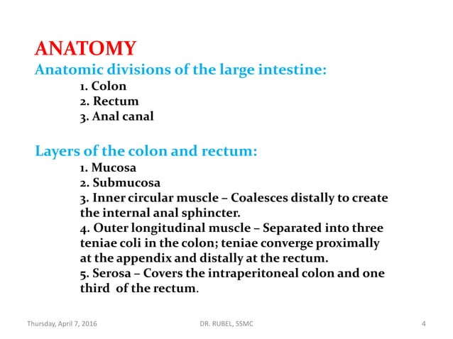 Rectum anatomy | PPTX | Digestive Disorders | Diseases and Conditions