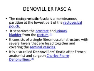 Rectum anatomy | PPT