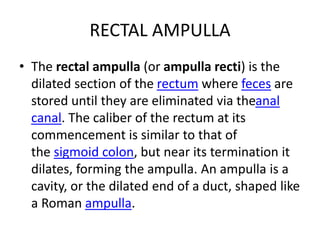 Rectum anatomy | PPT
