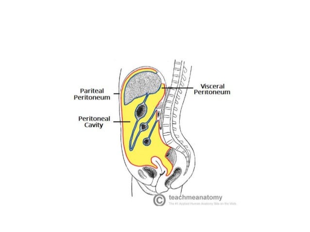 Rectum anatomy