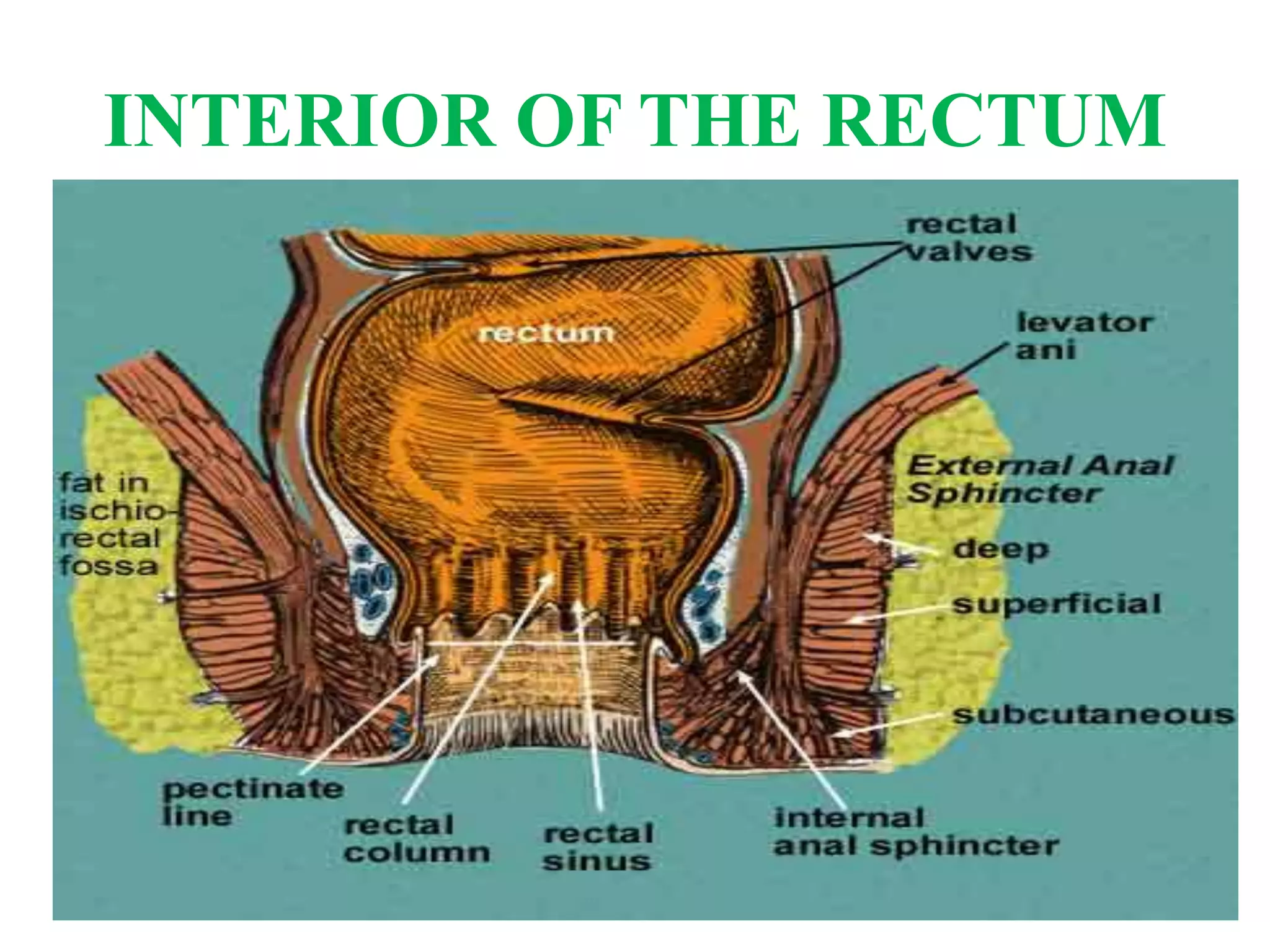 Anatomy of Rectum.pptx