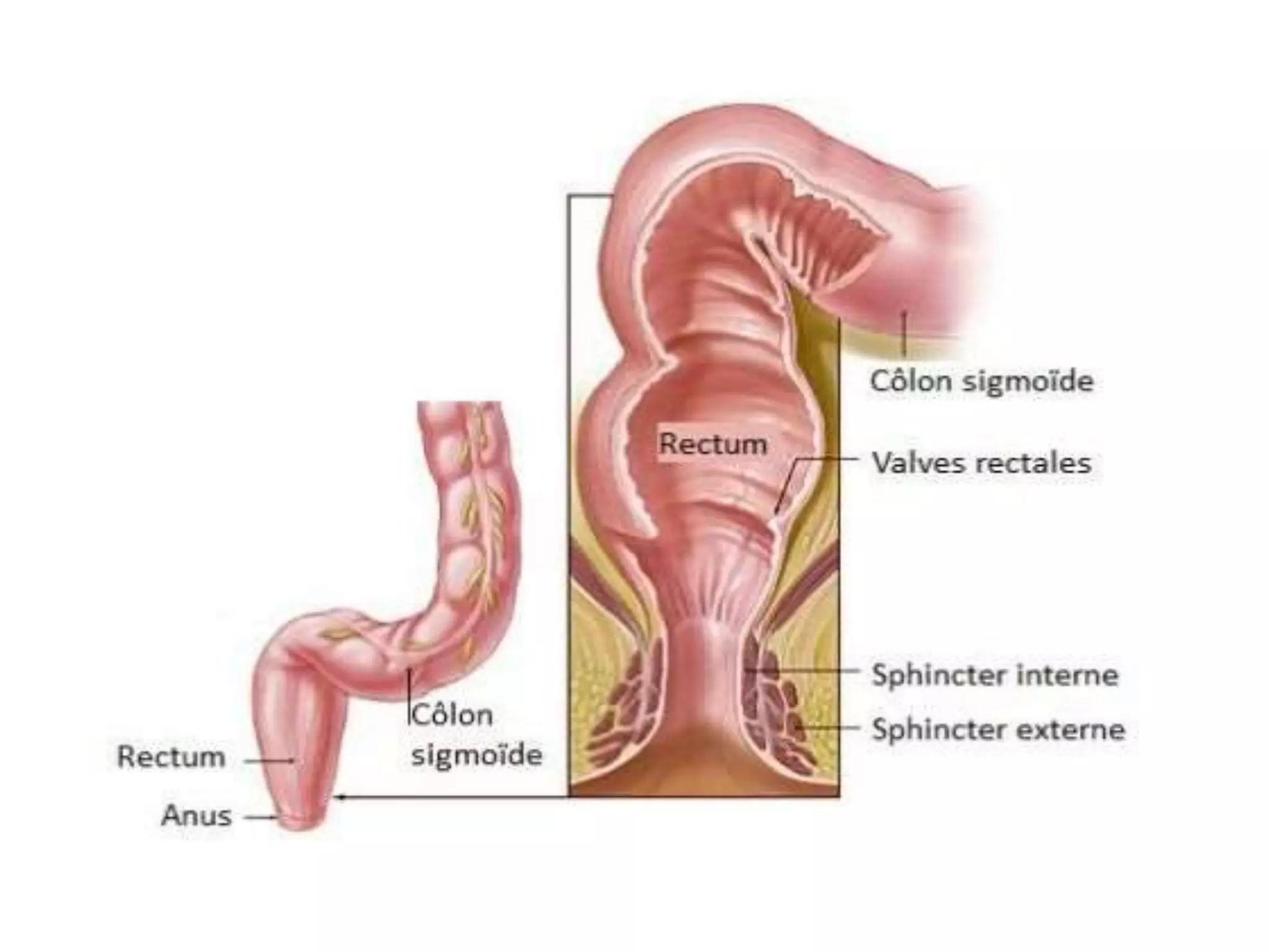 Anatomy of Rectum.pptx