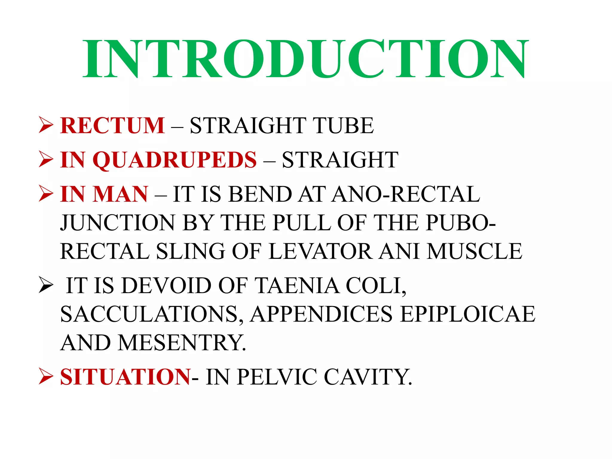 Anatomy of Rectum.pptx