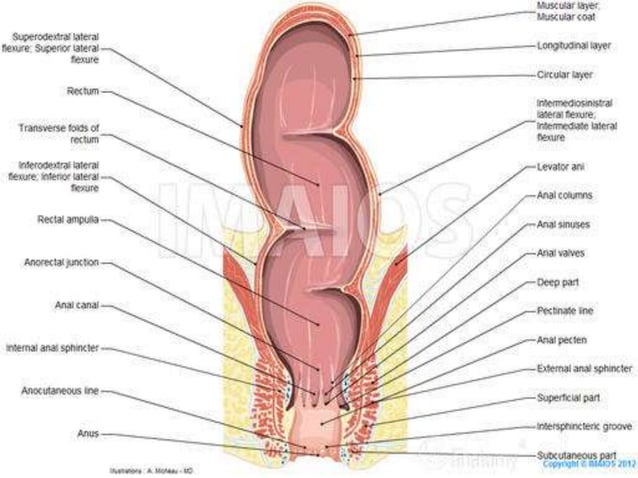 Anatomy of Rectum.pptx