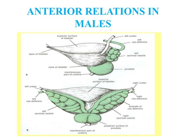 Anatomy of Rectum.pptx | Free Download
