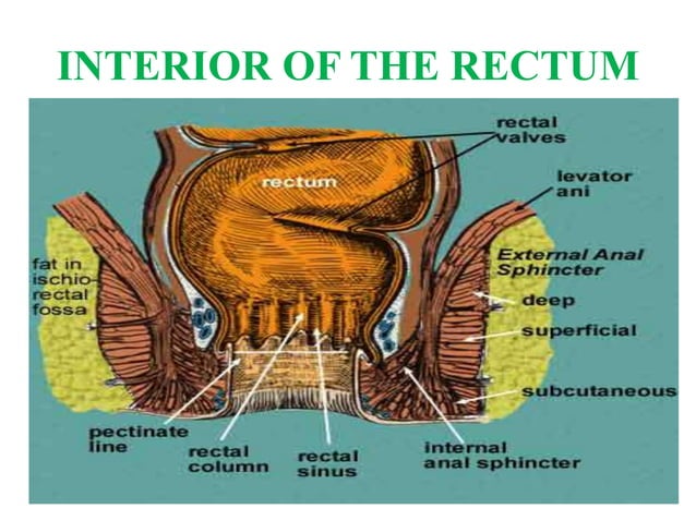 Anatomy of Rectum.pptx | Free Download