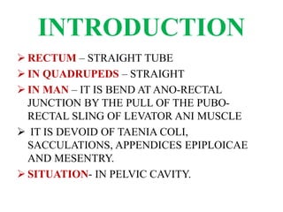 Anatomy of Rectum.pptx