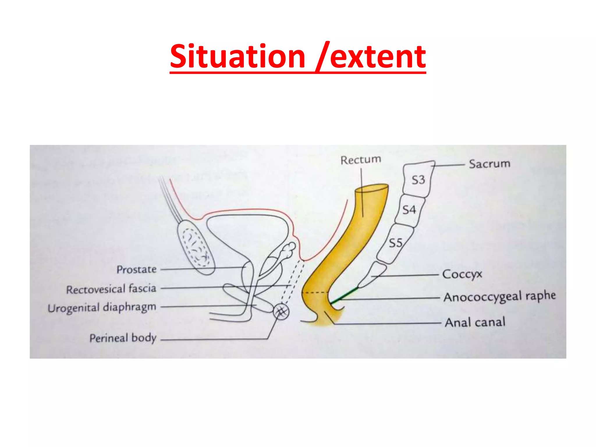 Rectum.pptx