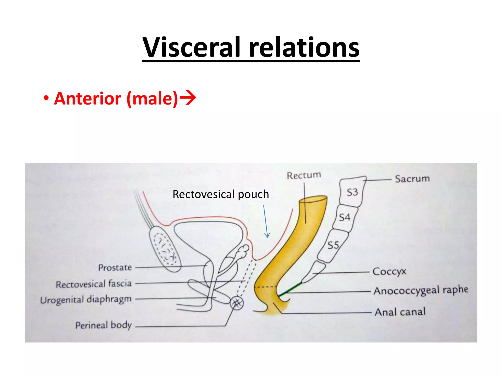 Rectum.pptx