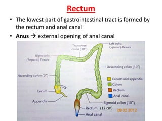 Rectum.pptx