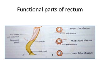 Rectum.pptx