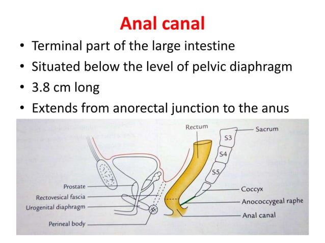 Rectum.pptx | Digestive Disorders | Diseases and Conditions
